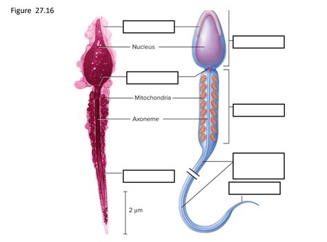 Image result for Rp14