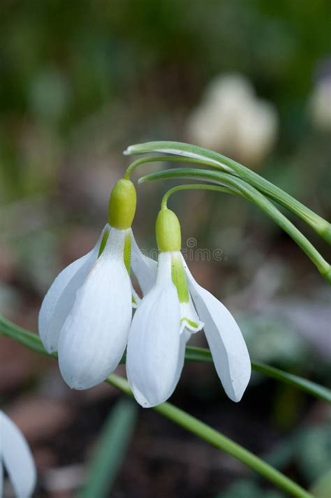Image result for Snowdrop Early Spring Flowers