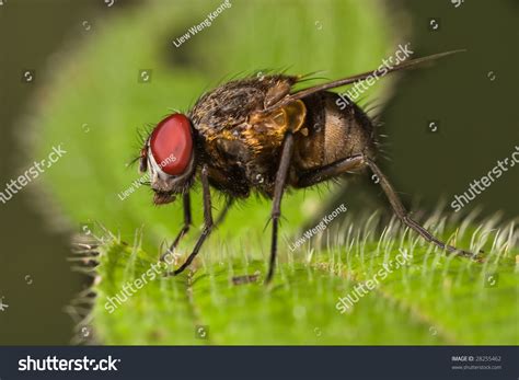 Image result for Fly Side View