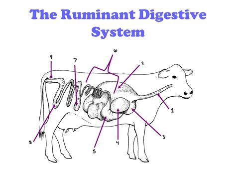 Image result for Ruminant Animals Digestive System