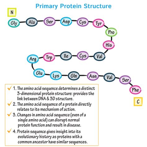 Image result for Primary Protein Structure Example
