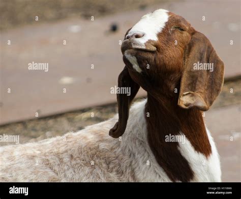 Image result for Goats Smiling