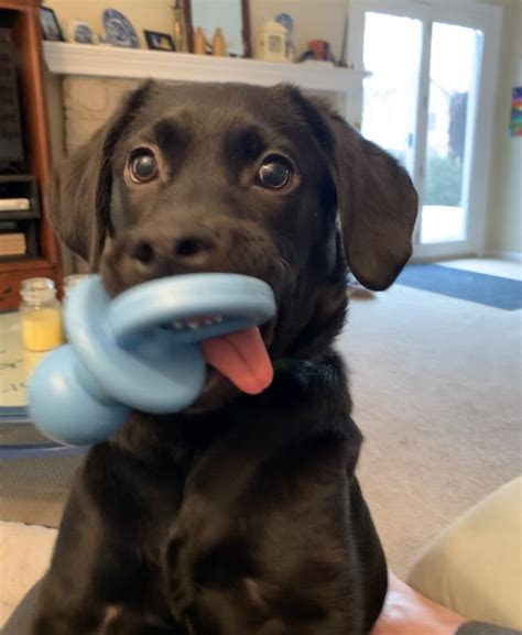 Image result for Perfectly Normal Dog