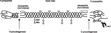 Image result for Collagen Structure