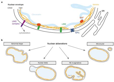 Image result for Nuclear Envelope Function