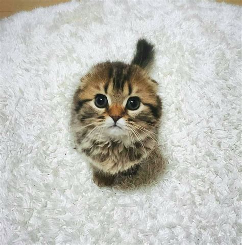 Image result for Chatons Mignons