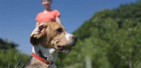 Image result for Dog Temperature Normal