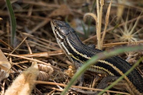 Image result for Long Neck Lizard