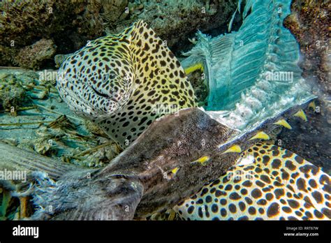 Image result for Leopard Eating