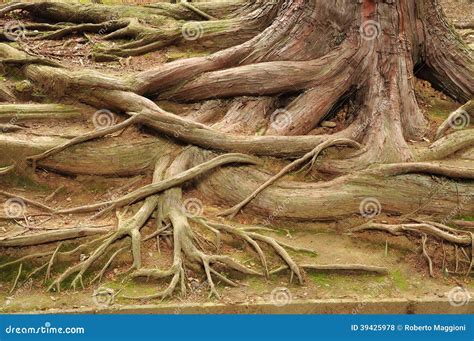 Image result for Tree Root Pattern