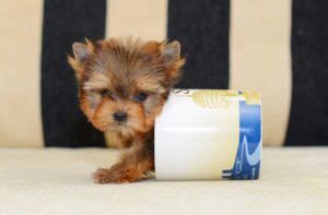 Image result for Cavapoo Yorkie
