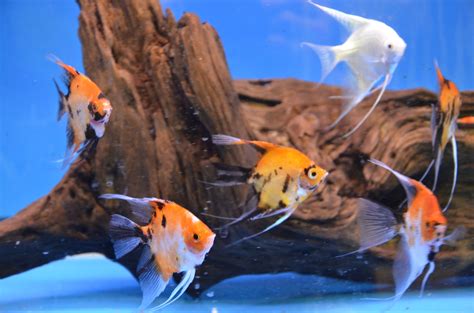 Image result for Discus vs Angelfish