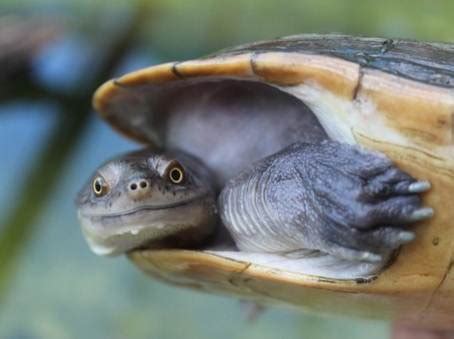 Image result for Long Neck Turtle