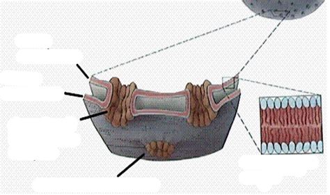 Image result for Nuclear Envelope Membrane Function