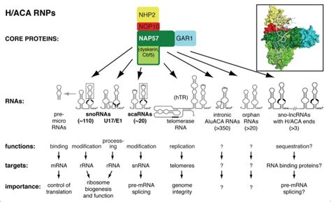 Image result for RNA Modification