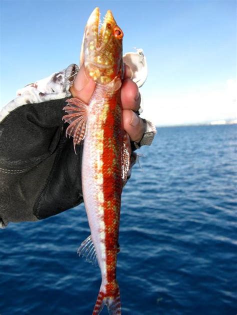 Lizard Fish | Fishing The Philippines