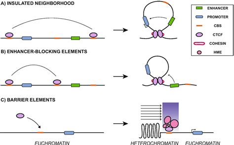 Protein Enhancer Elements at Sarah Scoggins blog