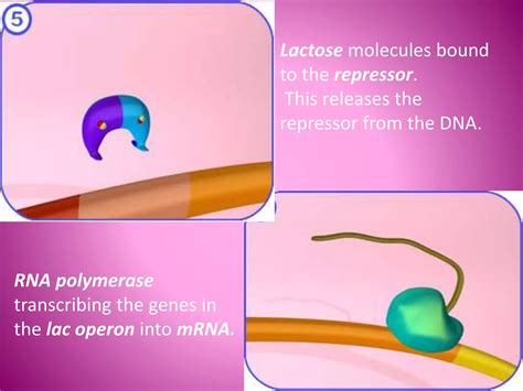 Image result for Lac Operon