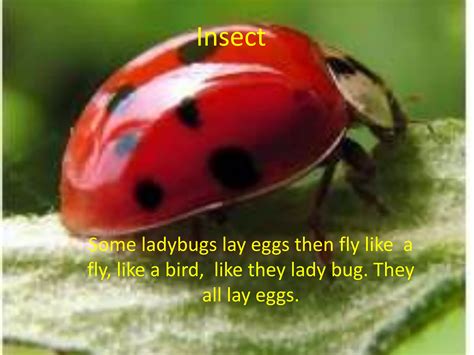 Image result for Insects Group
