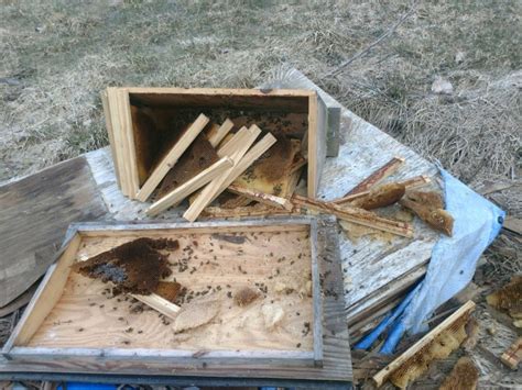 Image result for Hive Project Management Bee