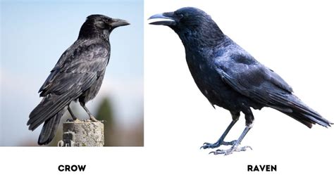 Image result for Crow Vs Raven Differences