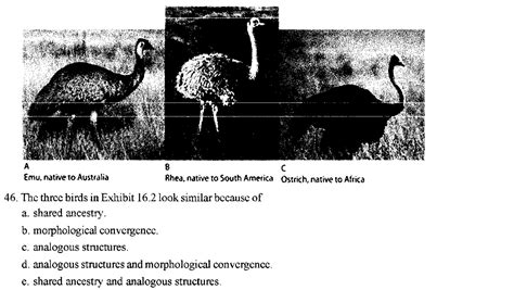 Image result for Morphological Convergence Examples