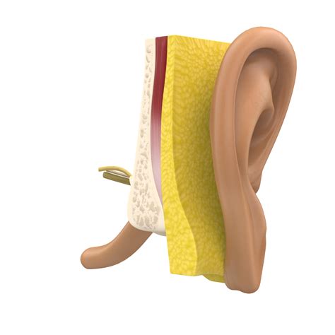 Image result for Ear Dissection