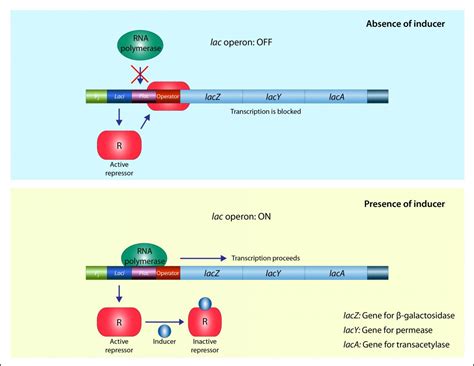 Image result for Operon Theory