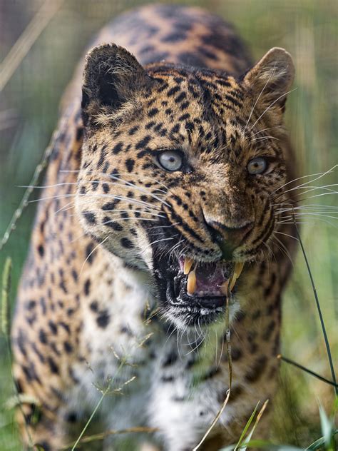 Image result for Angry Leopard