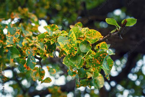 Image result for Pear Tree Leaf Rust