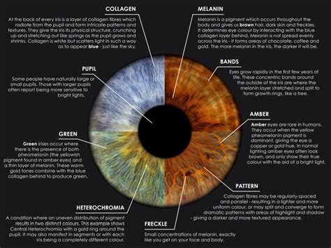Image result for Eye Color Patterns