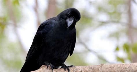 Image result for Ravens Behavior