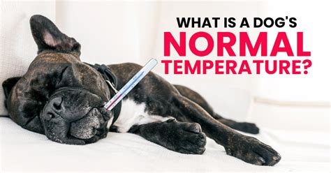 Image result for Dog Temperature Normal