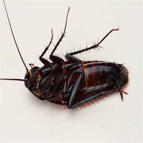 Image result for Types of Cockroaches Images