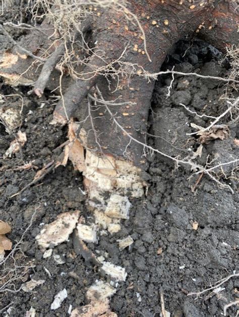 Image result for How to Pull Small Tree Stumps Out