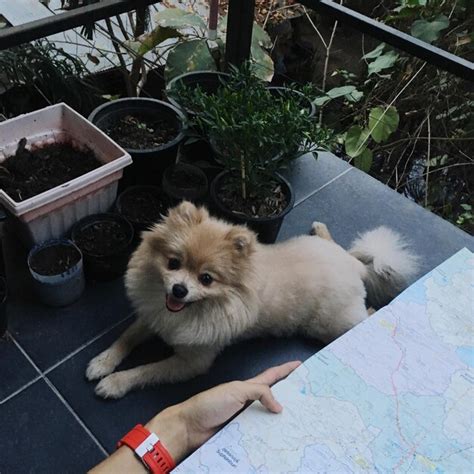 Image result for Normal Map Dog