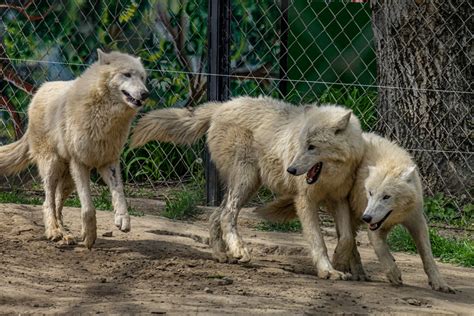 Image result for Wolves Calgary Zoo