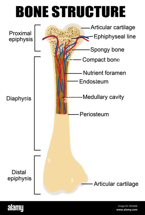 Image result for Compact Bone Cross Section