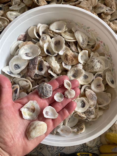 Image result for Crafts Using Oyster Shells