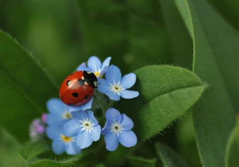 Ladybug Symbolism: 19 Spiritual Meanings Of Ladybugs