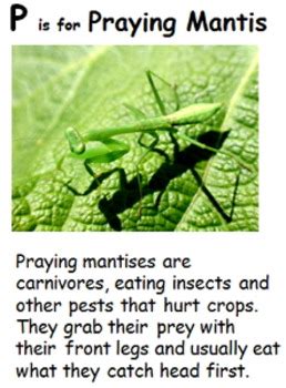 Image result for Read Aloud Insect Alphabet Book