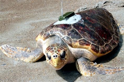 Loggerhead Sea Turtle – "OCEAN TREASURES" Memorial Library