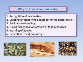 Image result for Cricket Insect Communication