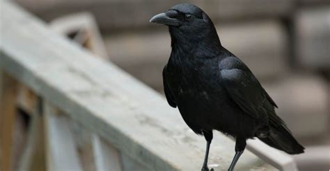 Image result for Crow Types