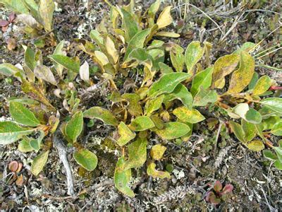 Image result for Willow Tree Rust