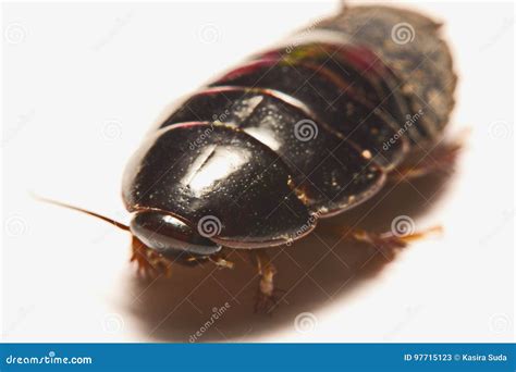 Image result for Profile Pic Cockroach