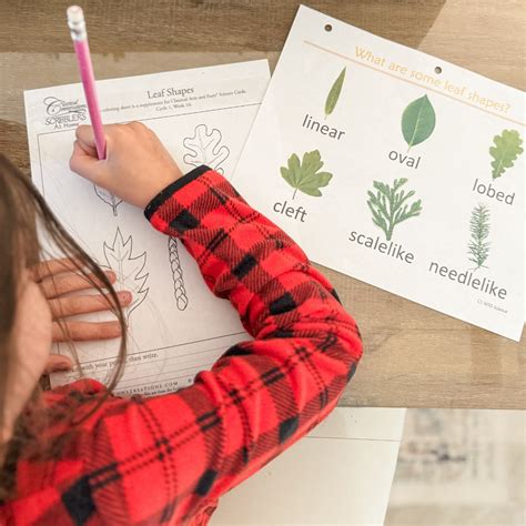 Image result for Classical Conversations Cycle 2 Week 6 Drawing