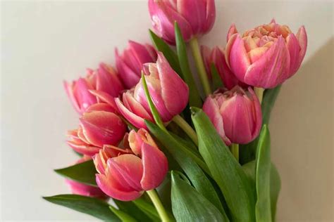 Image result for Tulip Planting Tips