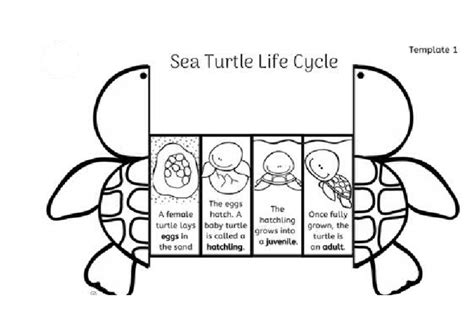 Life Cycle of Sea Turtle | PDF