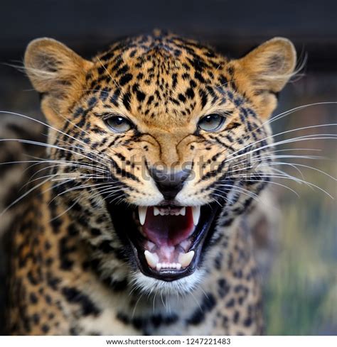 Angry Leopard Face: Over 4,801 Royalty-Free Licensable Stock Photos ...